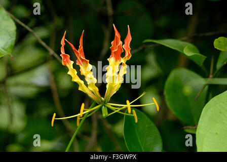 Flower gloriosa superba local name agnishikha common in forest in hill ...