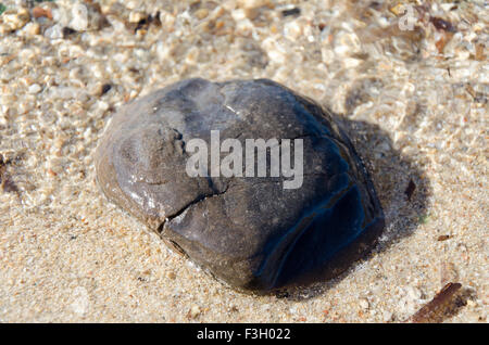 Clear sea and big stone in shape of eye. Wildlife Wunderlast Summer ...