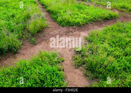 Footway ; mud path with greenery ; Sanjay Gandhi National Park ...