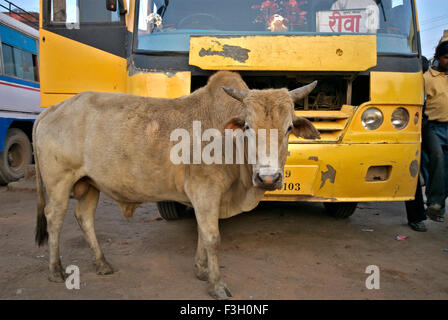 Cow and bus in background at Rewa Bus Stop, Madhya Pradesh, India, Asia ...