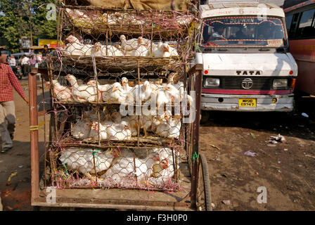 Cycle rickshaw ; Jabalpur ; Madhya Pradesh ; India Stock Photo - Alamy