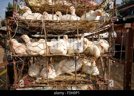 Livestock chicken carried in Cycle rickshaw, Jabalpur, Madhya Pradesh ...
