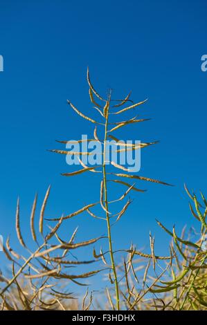 Seed pods against the sky Stock Photo - Alamy