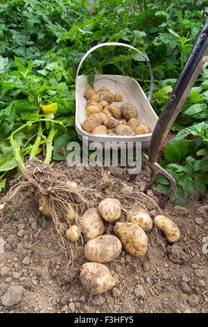Planting potatoes in the garden Stock Photo - Alamy