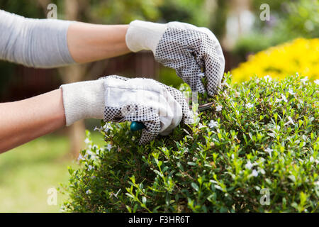 Close up of gardener trimming plant Stock Photo - Alamy