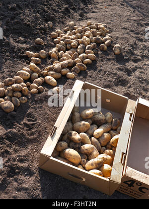 POTATO Harvesting Harvest box boxing Potatoes 'Nicola' (Solanum ...
