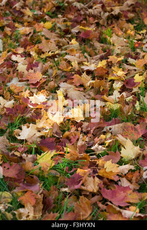 Autumn colorful fallen leaf litter for background Stock Photo - Alamy