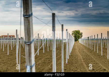 rows of precast concrete white poles driven into the ground to support ...