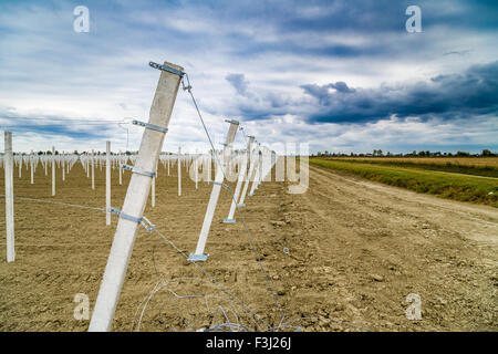 rows of precast concrete white poles driven into the ground to support ...