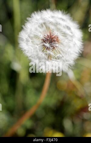 Closeup of a Dandelion flower, Zaragoza Province, Aragon, Spain Stock ...