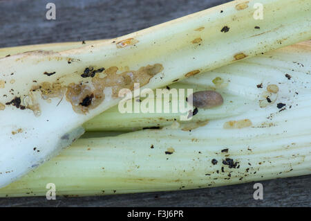 Slug grazing damage to blanched celery sticks, which occurs inside ...