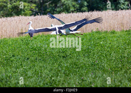 A Stork in flight in Suwalki Landscape Park, Poland Stock Photo - Alamy