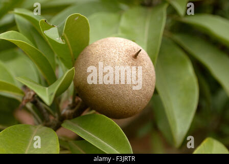 chiku fruit tree Stock Photo - Alamy