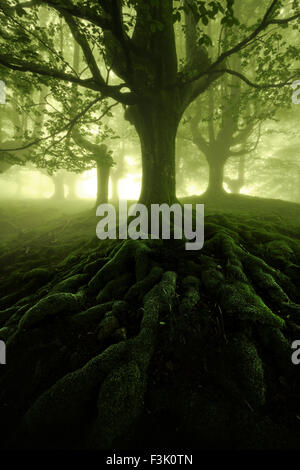 tree trunk silhouettes in forest with green foliage textures in ...