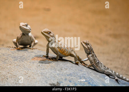 Trapelus sanguinolentus – steppe agama Stock Photo - Alamy
