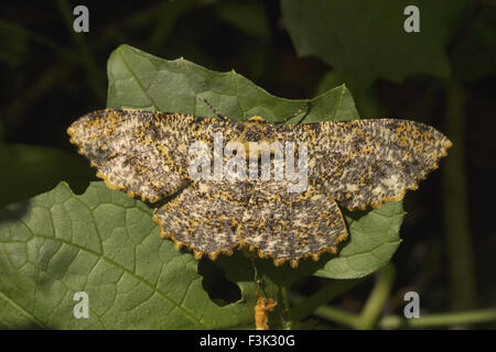 Biston suppressaria (Guenée, [1858]) - Tea Looper , Aarey Milk Colony ...
