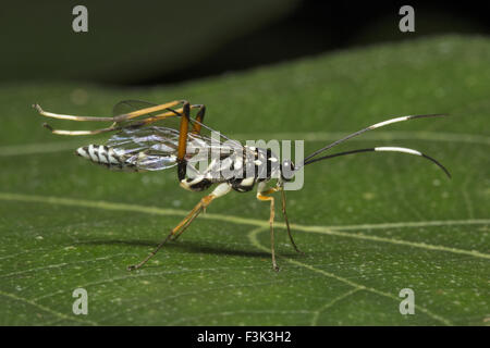 Wasps nest, Aarey milk colony Mumbai , India Stock Photo - Alamy
