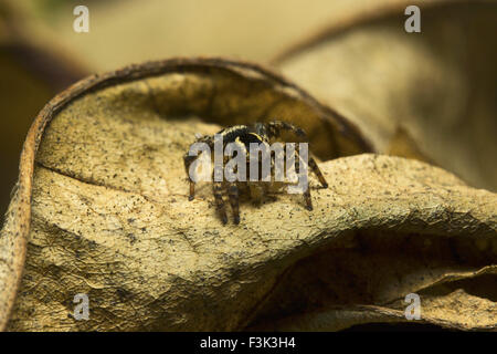 Jumping spider, Aarey Milk Colony, India Stock Photo - Alamy