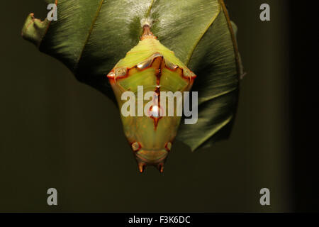 Powdered Baron Pupae, Euthalia sp, Nymphalidae, Trishna, Tripura ...