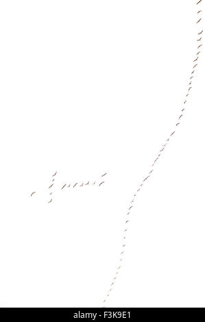 Formation of geese, Saltholme nature reserve Stock Photo - Alamy