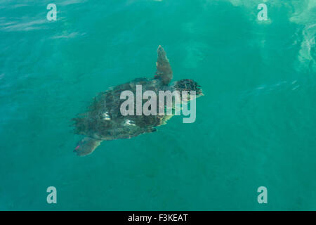 Loggerhead Sea Turtle in Zakynthos Stock Photo - Alamy