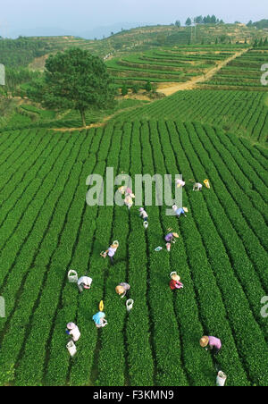 Aerial photo shows tea farmers working at the white tea plantation in ...