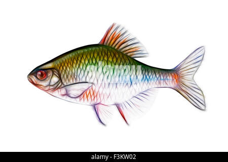 European Bitterling (Rhodeus amarus, Rhodeus sericeus amarus),. Male ...