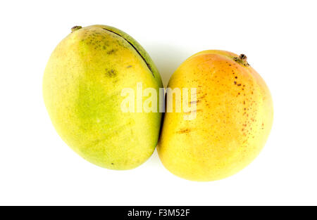 Fresh green organic bunch of mangoes hanging on a mango tree. view of ...