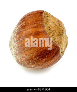 one single hazelnut Stock Photo - Alamy