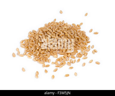 close up wheatgrass seed Stock Photo - Alamy