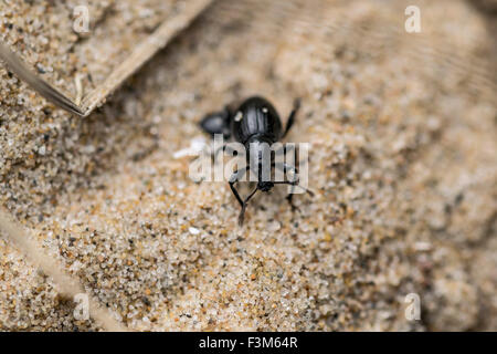 Black Marram Weevil Otiorhynchus atroapterus on the sand dunes at Morfa ...