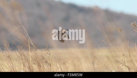 Soft focus of a Red-winged blackbird flying over a grassy field Stock ...