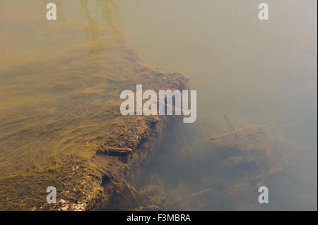 Green ooze waving on the river flow Stock Photo - Alamy