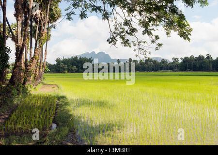 Green rice in paddy field Stock Photo - Alamy