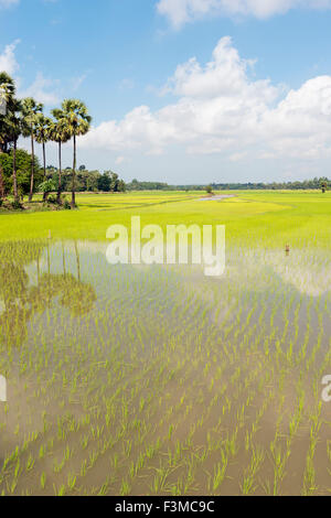 Hpa-An: rice paddy field, water, farmer, , Kayin (Karen) State, Myanmar ...