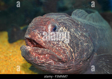 the Bering wolffish, Anarhichas orientalis Stock Photo - Alamy