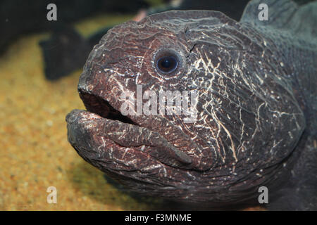 the Bering wolffish, Anarhichas orientalis Stock Photo - Alamy