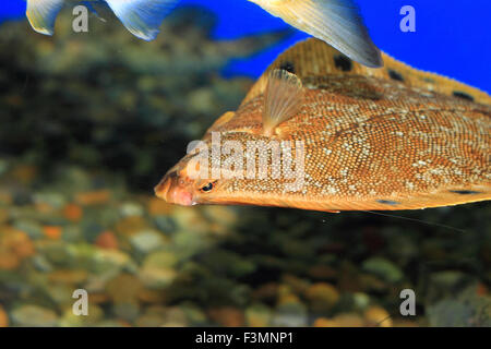 Stone flounder (Kareius bicoloratus) in Japan Stock Photo - Alamy
