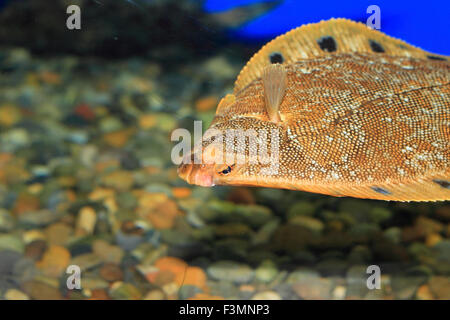 Stone flounder (Kareius bicoloratus) in Japan Stock Photo - Alamy