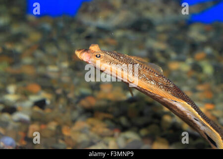 Stone flounder (Kareius bicoloratus) in Japan Stock Photo - Alamy