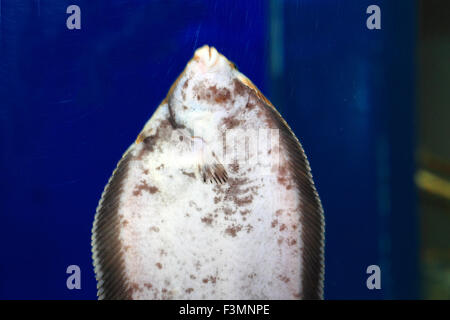 Stone flounder (Kareius bicoloratus) in Japan Stock Photo - Alamy