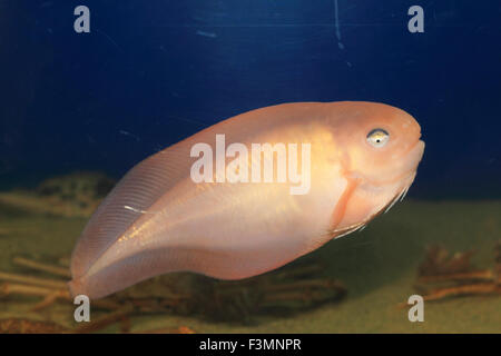 Salmon Snailfish (Careproctus rastrinus) in Japan Stock Photo - Alamy