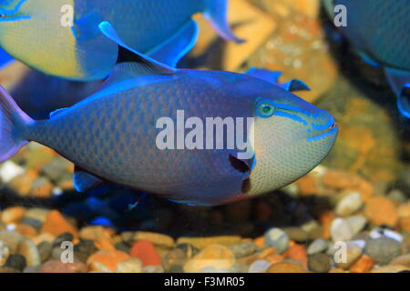 Redtooth triggerfish (Odonus niger) in Japan Stock Photo - Alamy