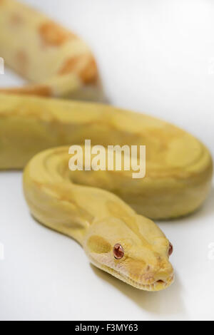 Albino snake / Boa constrictor Stock Photo - Alamy