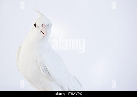 Pure white Cockatiel on white background, pet Stock Photo - Alamy