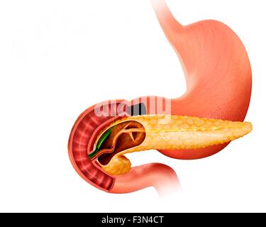 Cross section of pancreas, illustration Stock Photo - Alamy