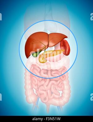Liver, pancreas, gall bladder and spleen Stock Photo: 88360770 - Alamy