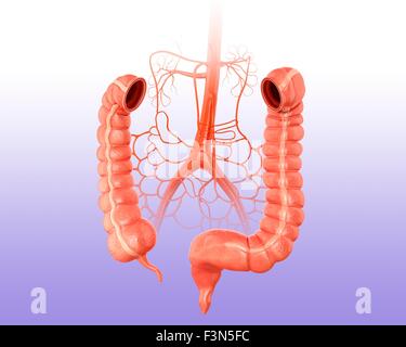 Large intestine and arteries Stock Photo - Alamy