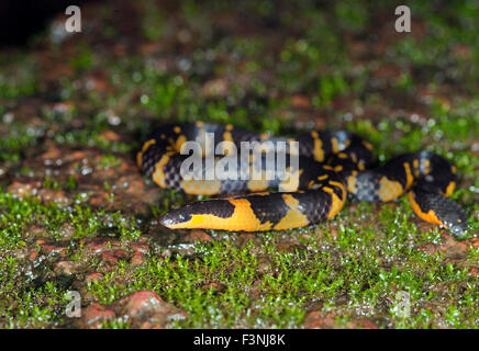 The image of Bombay Shieldtail Snake (Uropeltis macrolepis) in matheran ...