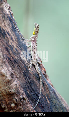 Southern flying lizard (Draco dussumieri) dewlap display, India ...